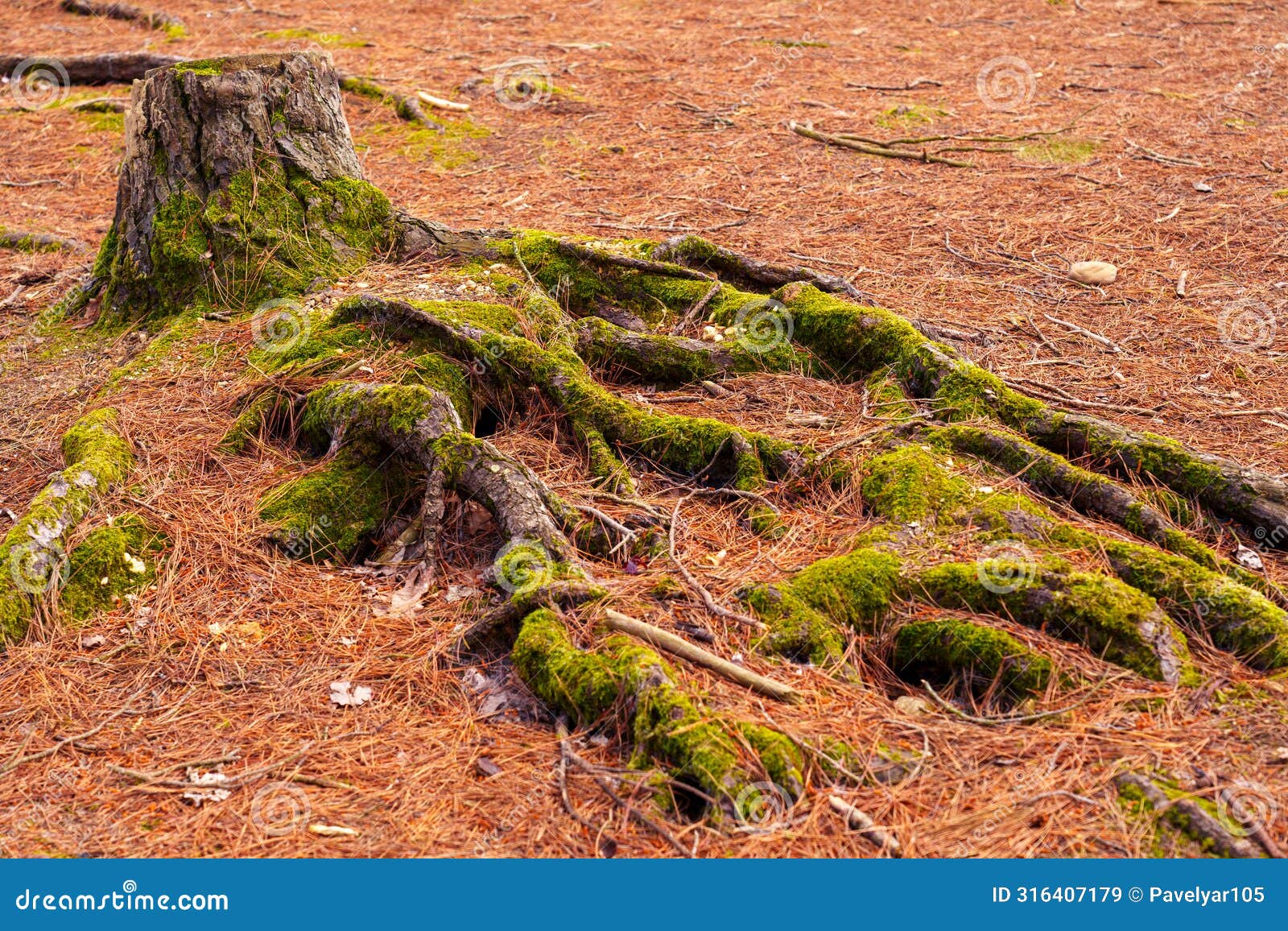Ancient Pine Roots of a Fallen Coniferous Tree in Moss and Fallen Brown ...