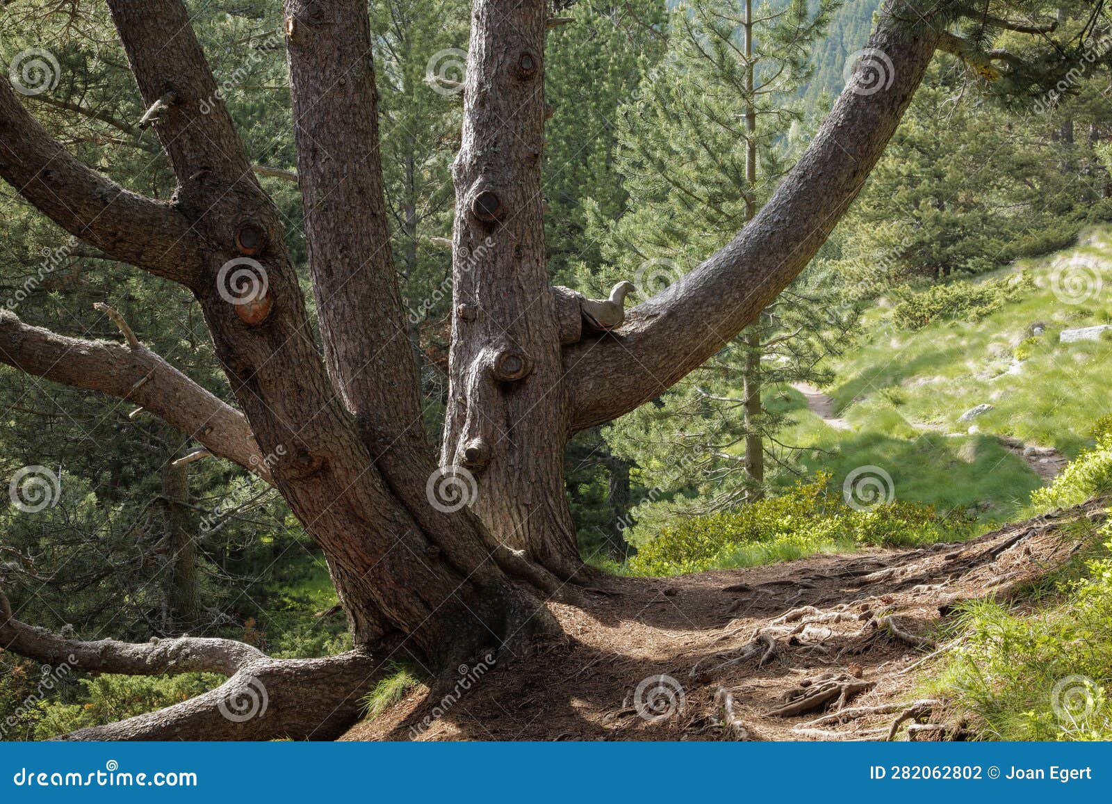 Ancient Pine Tree In Glazed Wall Wall Of Ming Dynasty Mausoleum, Adobe ...