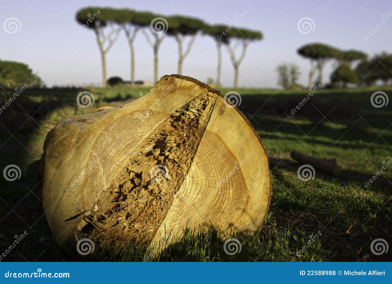 Ancient Pine Tree Cut Down in the Aqueducts Park. Stock Photo - Image ...