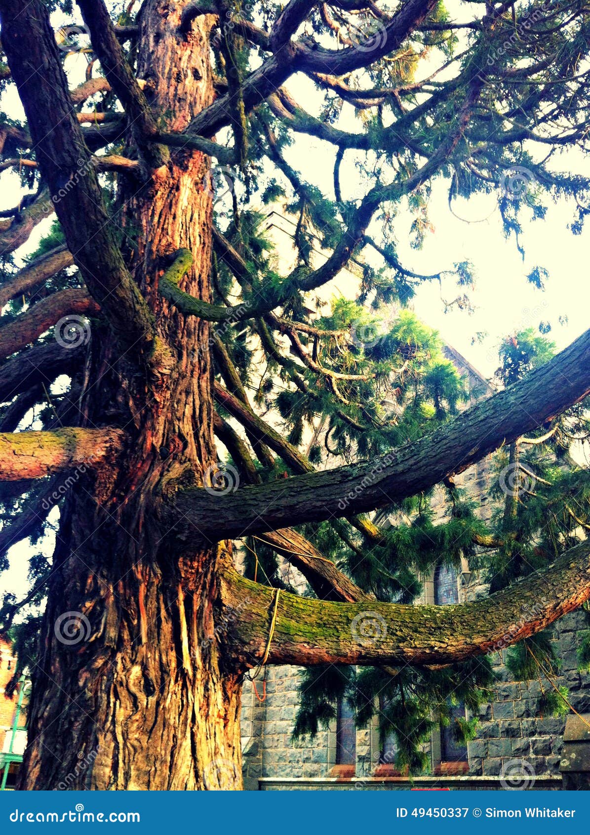 Ancient pine tree stock image. Image of church, conifer - 49450337