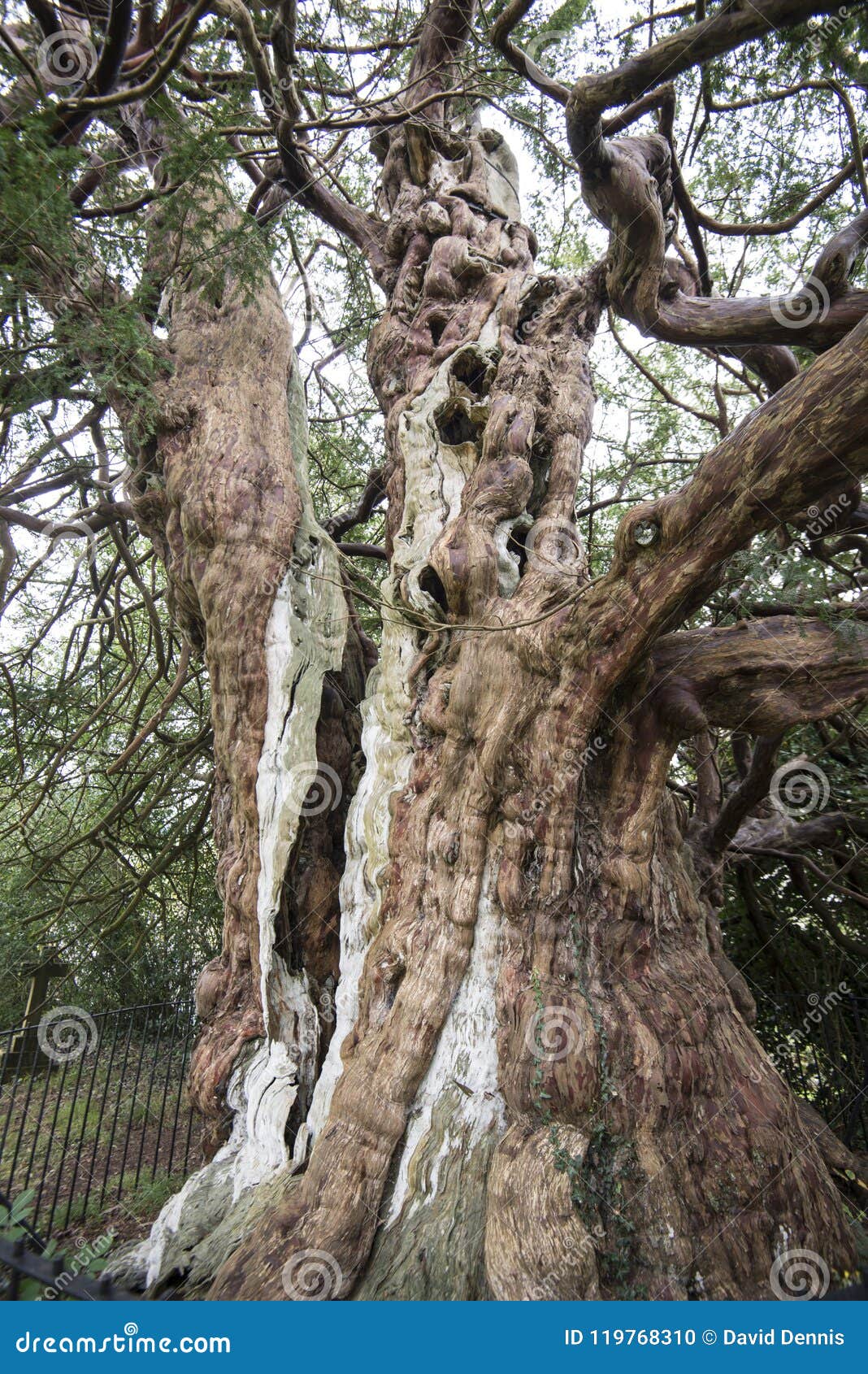 The 1066 Yew, Crowhurst Church, North-west Of Hastings, East Sussex ...