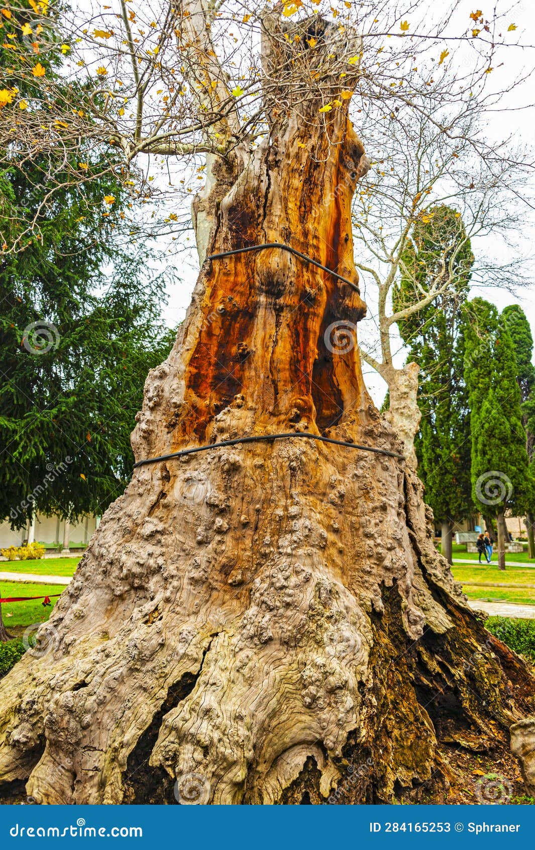 Ancient plane tree stock image. Image of abstract, circle - 284165253