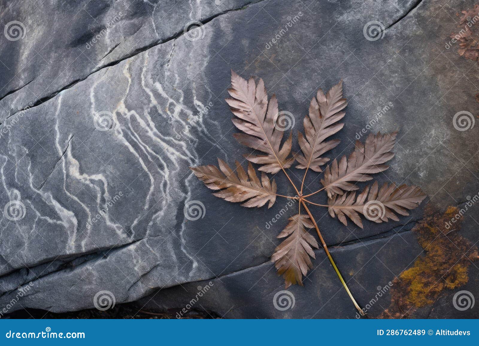 Ancient Plant Imprints in a Rock Surface Stock Image - Image of texture ...