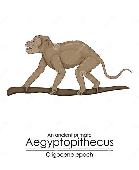 An Ancient Primate, Aegyptopithecus Stock Vector - Illustration of ...