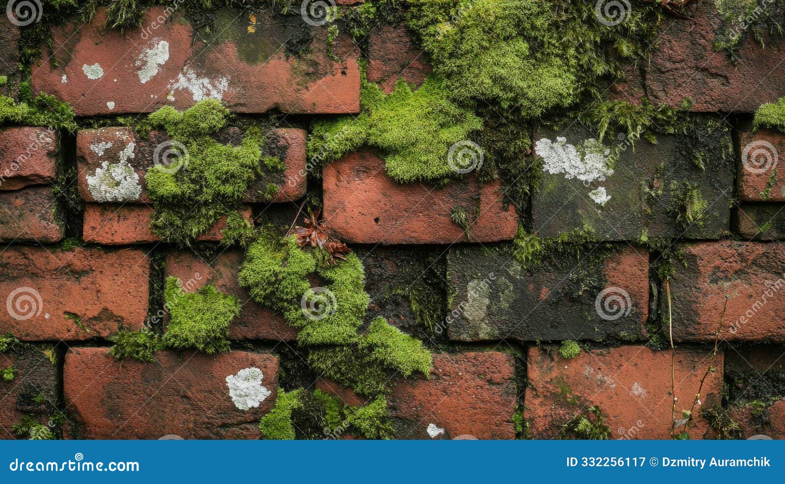 Ancient Primitive Forest Environment, Moss Growing on a Brick Wall ...