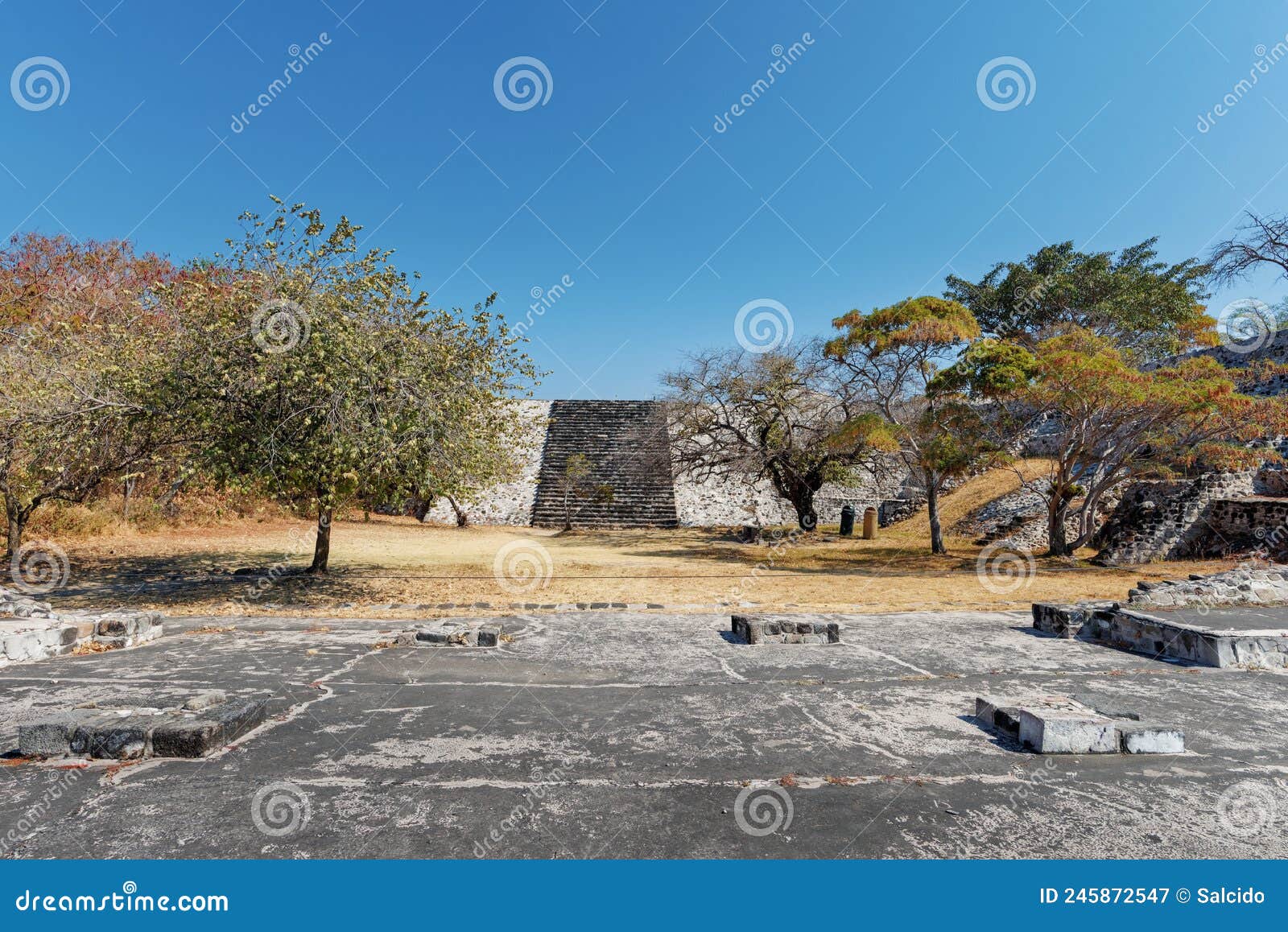 Ancient Pyramids and Growing Trees on the Ruins at the Top of the ...