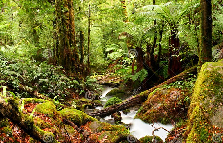 Ancient Rainforest stock image. Image of australia, yarra - 1827647