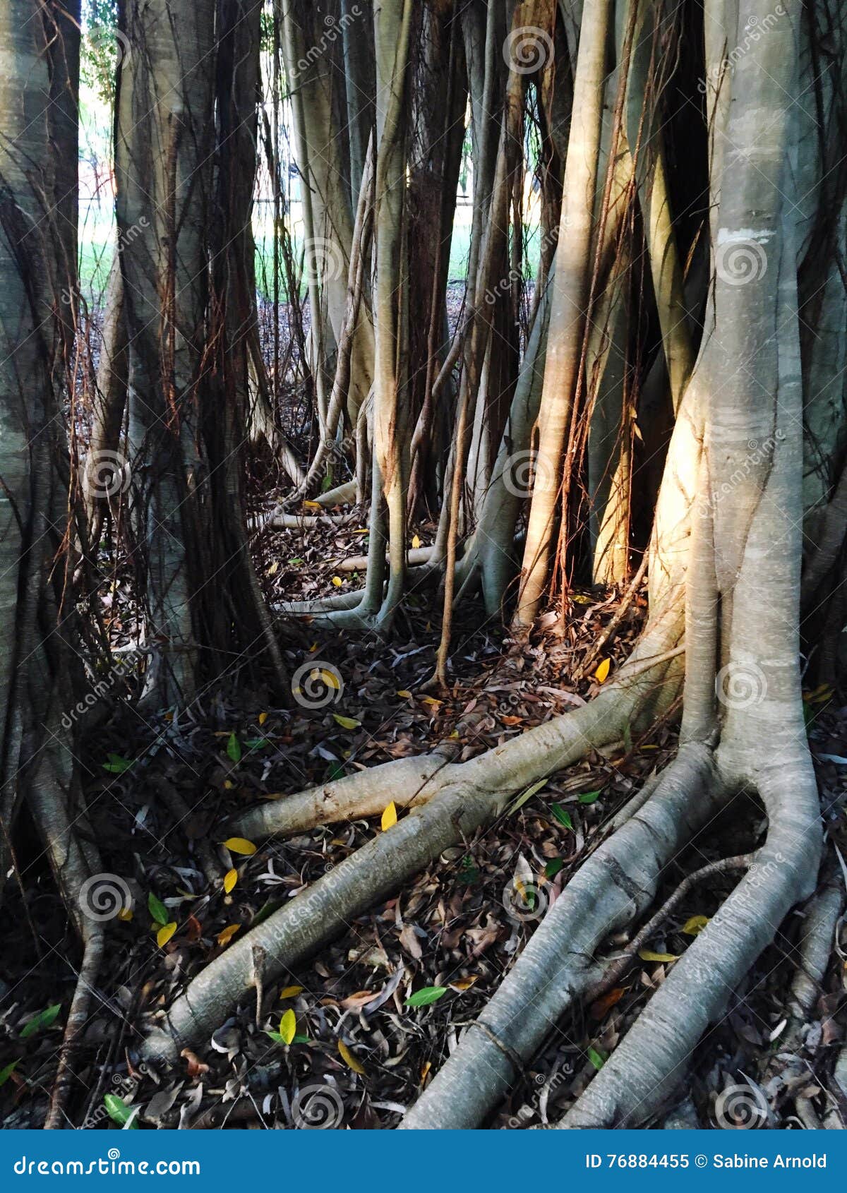 Ancient rainforest tree stock image. Image of forest - 76884455