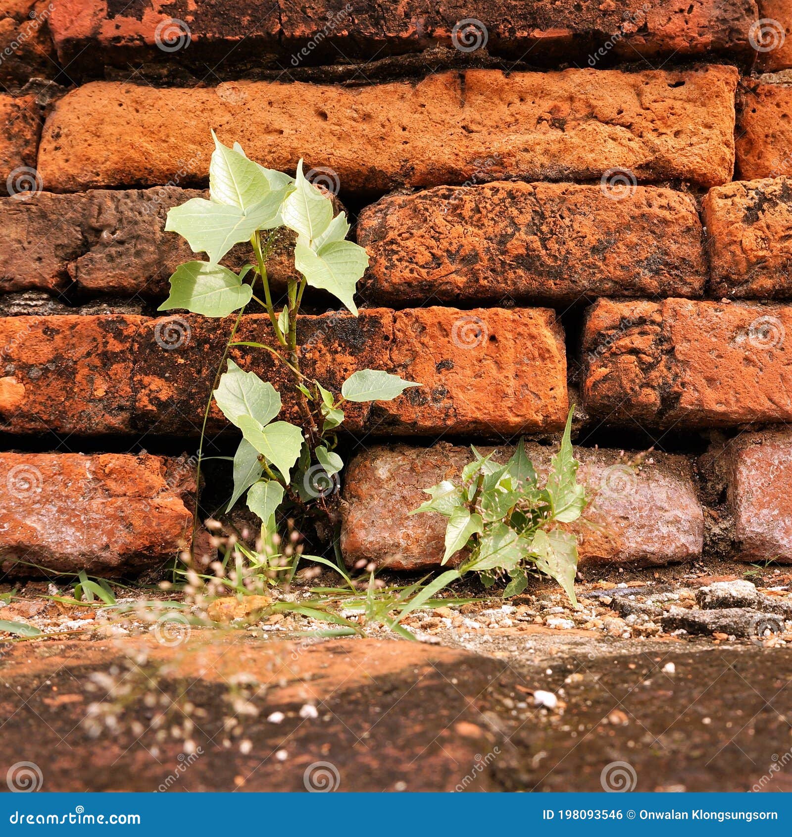 Ancient Red Brick Architecture with Small Tree. Stock Photo - Image of ...