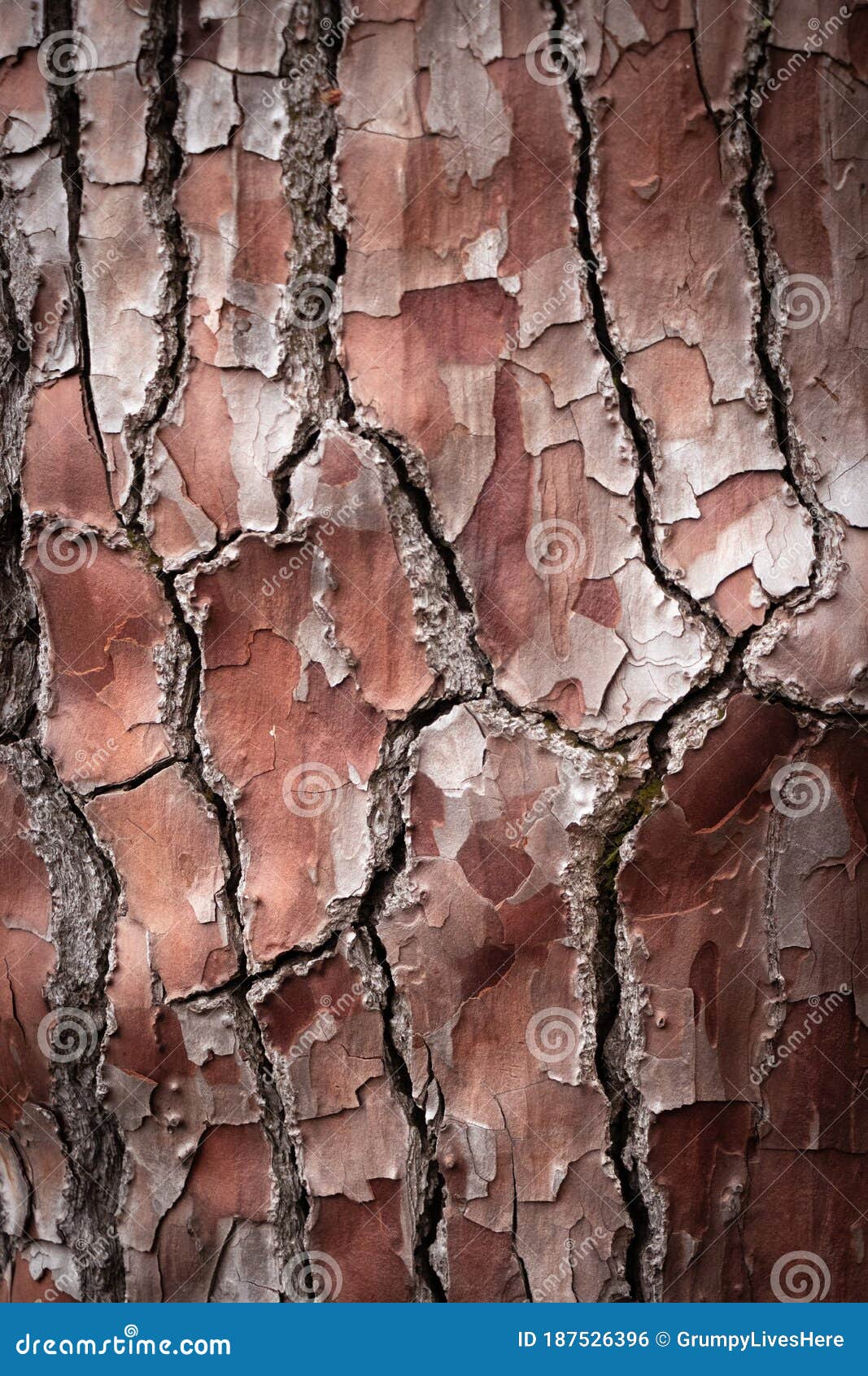 Ancient, Red Tree Bark with Pattern of Deep Cracks, New Zealand Stock ...