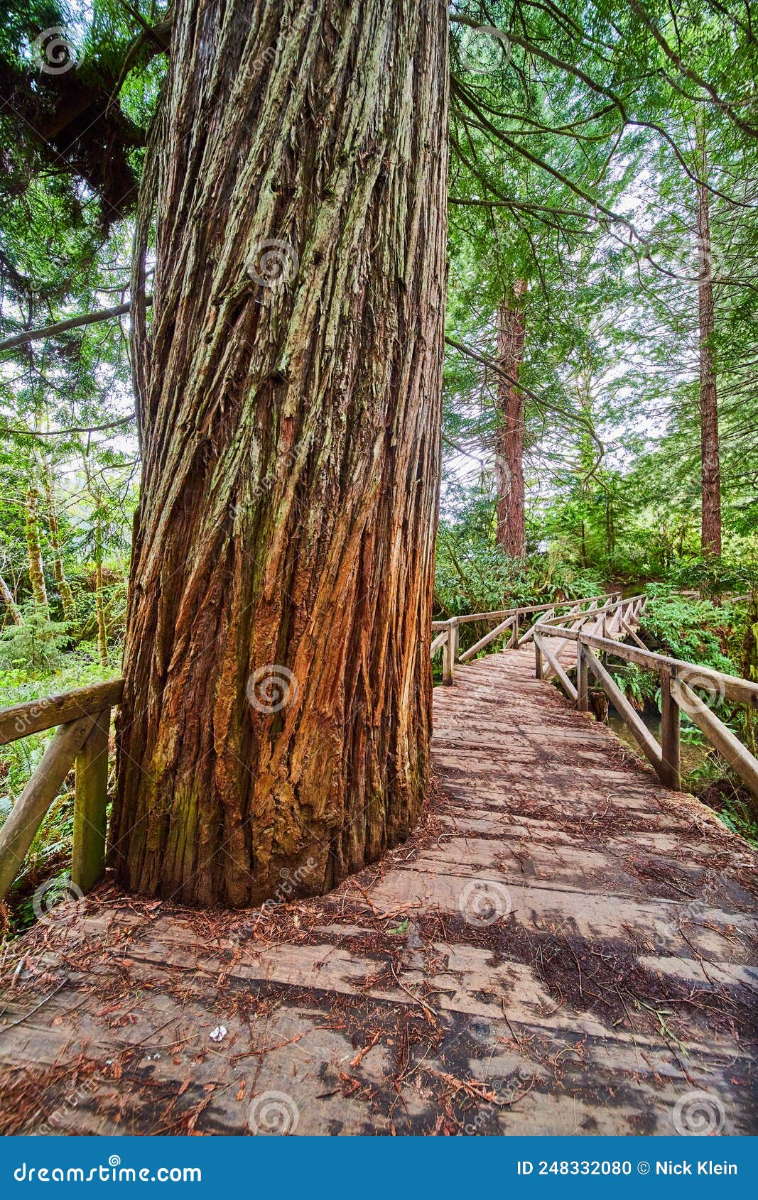 Ancient Redwood Tree Grows through Wood Hiking Bridge Stock Photo ...