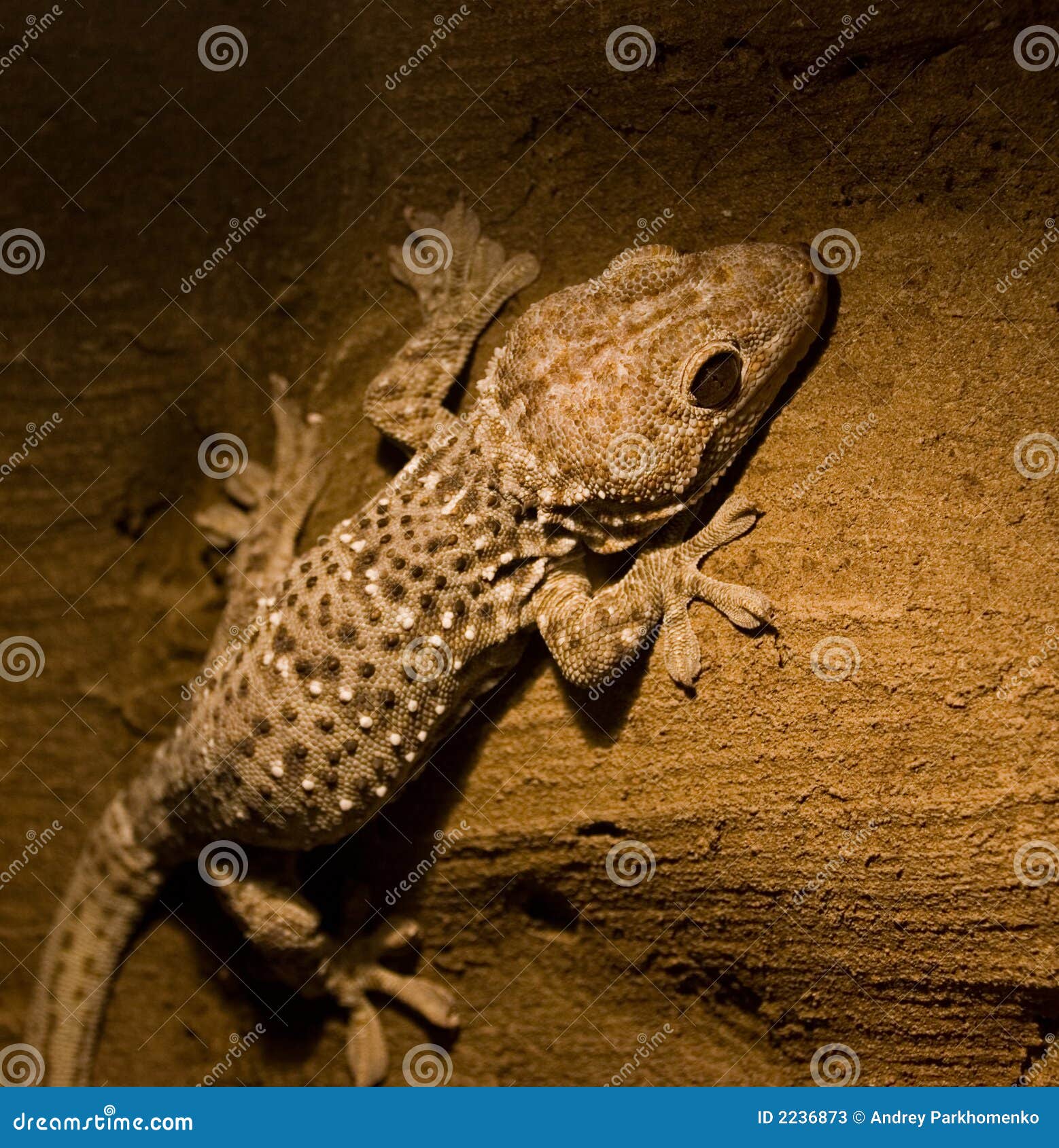 Ancient reptile stock image. Image of climbing, forest - 2236873