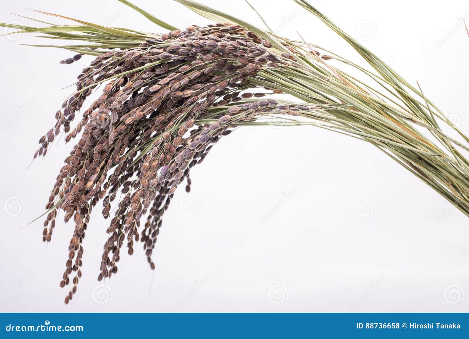 Ancient Rice Ears Stock Photo | CartoonDealer.com #88736658