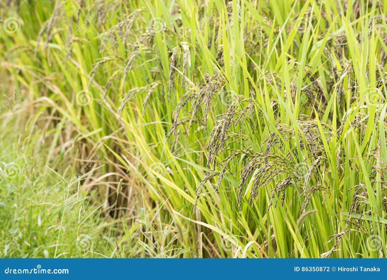 Ancient rice stock photo. Image of kagoshima, paddy, japan - 86350872