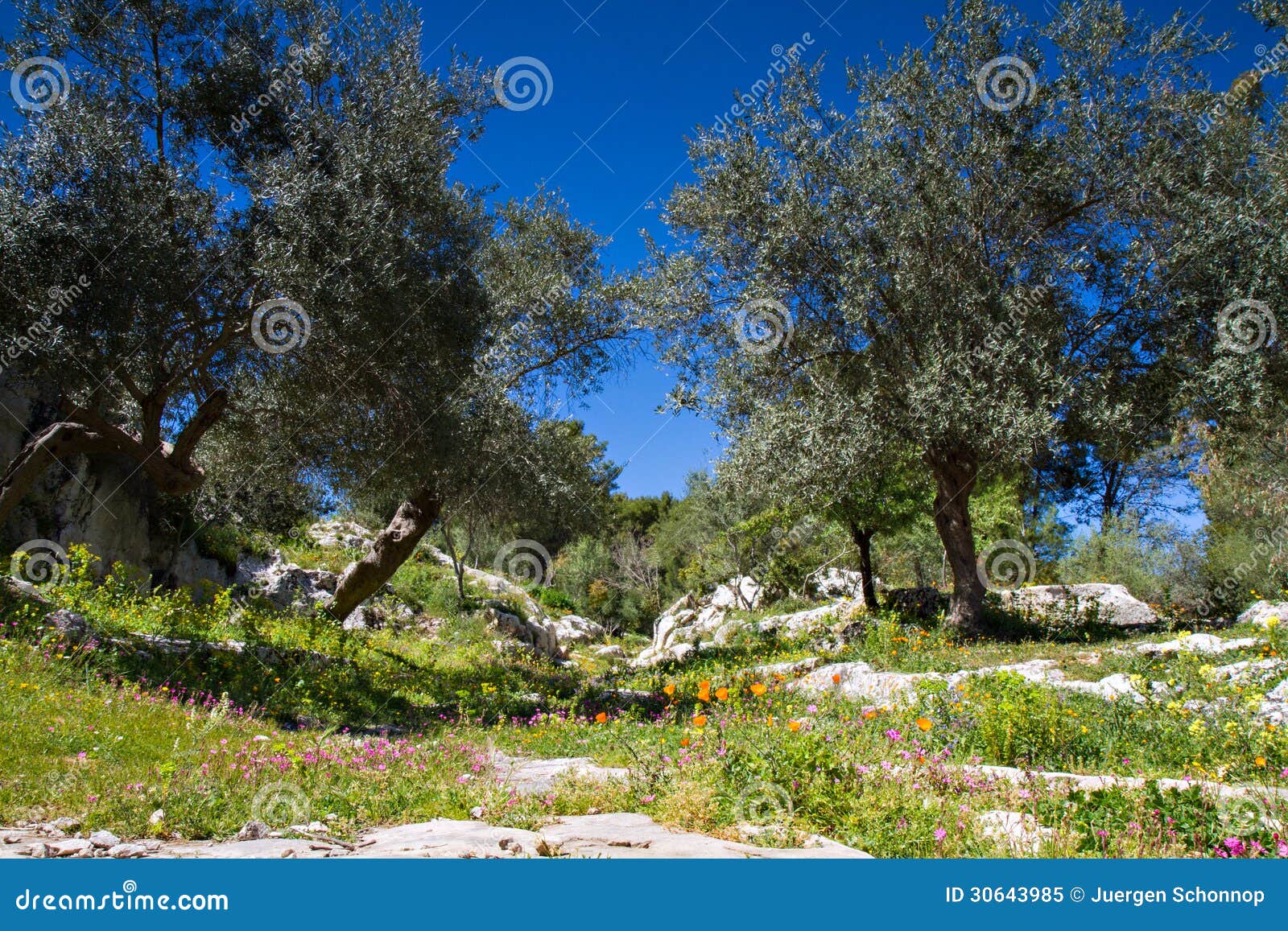 Ancient Road with Olive Trees Stock Image - Image of ancient, landscape ...