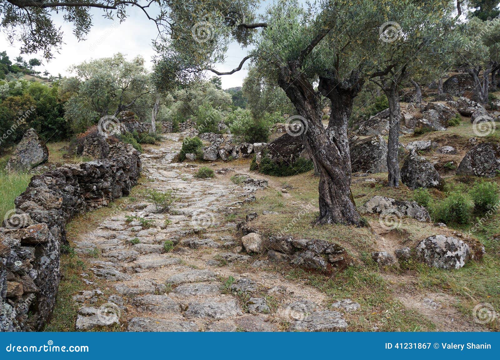 Ancient Road In The Forest On Camino De Santiago. Path In Wood ...