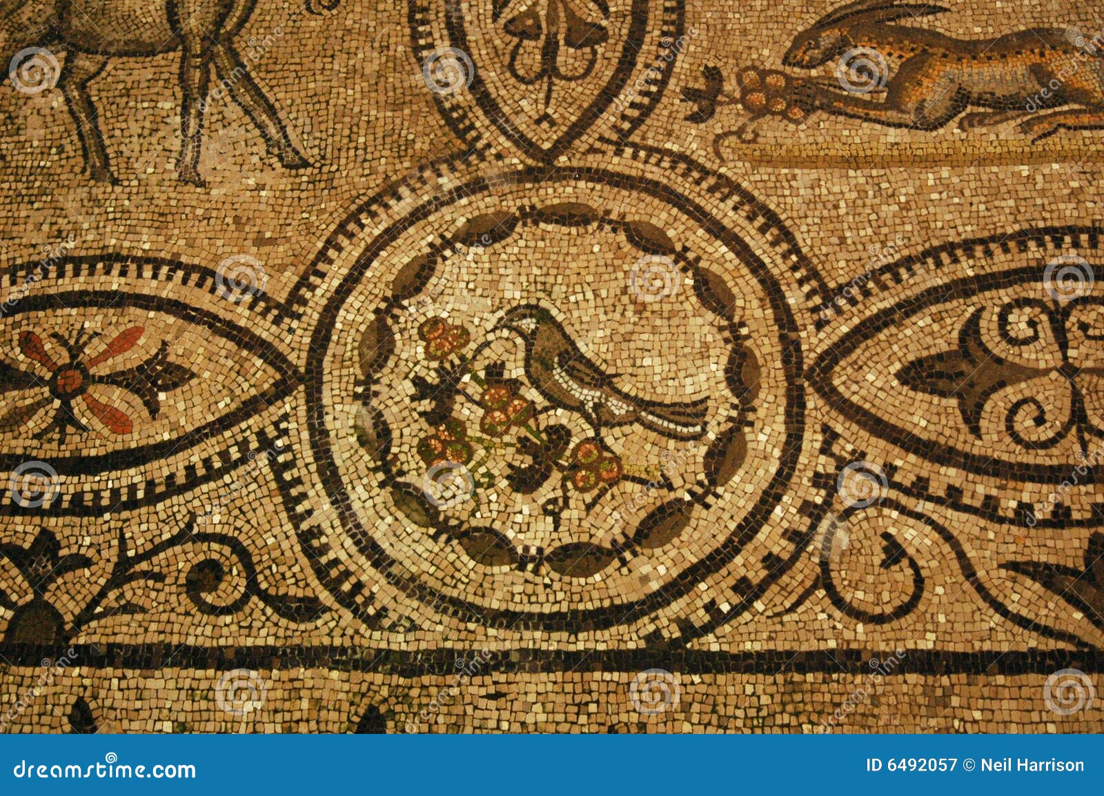 Roman Bird Stock Images - Download 2,163 Royalty Free Photos