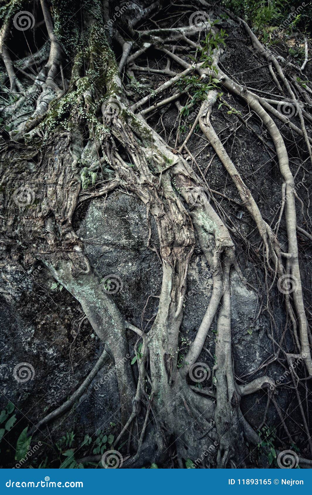Ancient root stock image. Image of environment, flora - 11893165