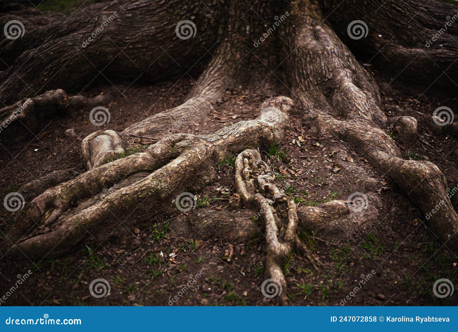 Ancient Roots of a Huge Tree Stock Photo - Image of jungle, tree: 247072858