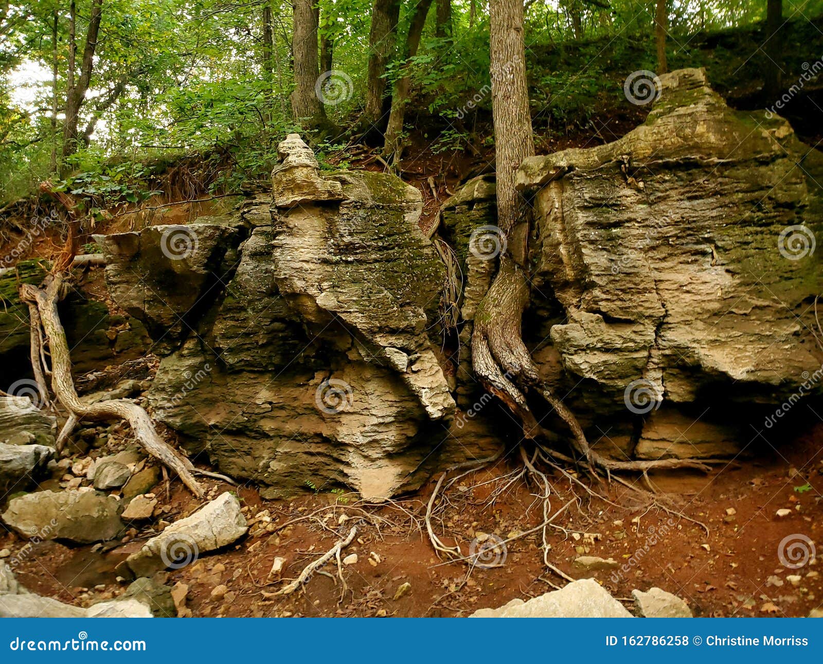 Ancient roots intertwine stock photo. Image of rock - 162786258