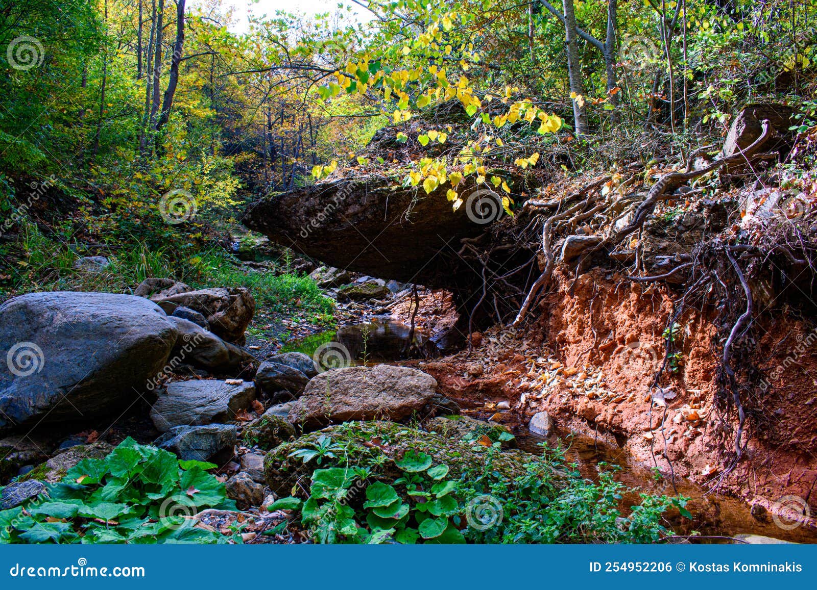 Ancient roots in the river stock photo. Image of rocks - 254952206