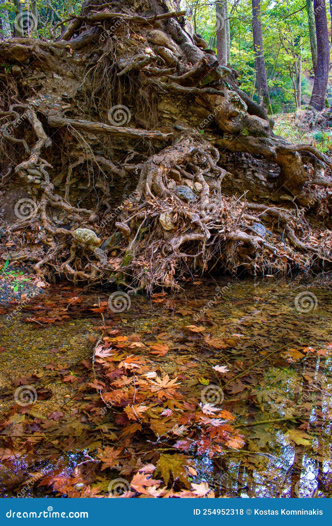 Ancient roots in the river stock photo. Image of roots - 254952318