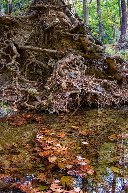 Ancient roots in the river stock photo. Image of roots - 254952318