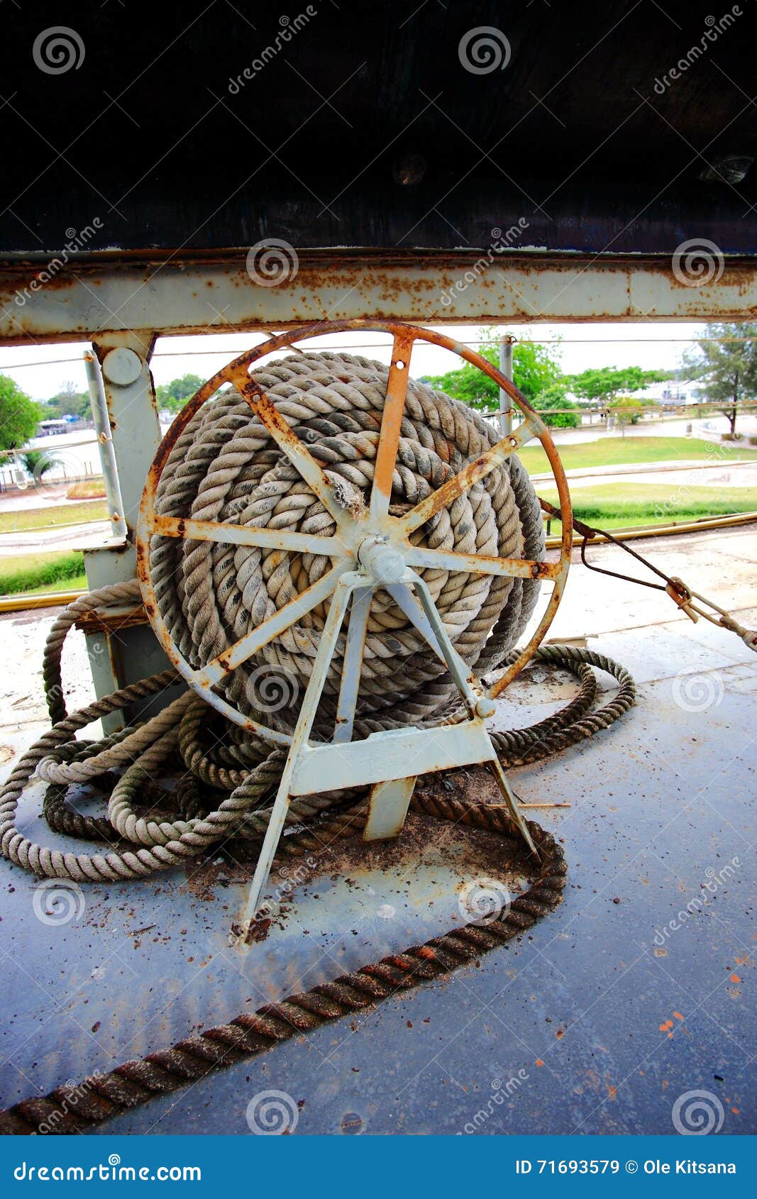 An Ancient Rope Tied In A Historic Tree Stock Photo | CartoonDealer.com ...