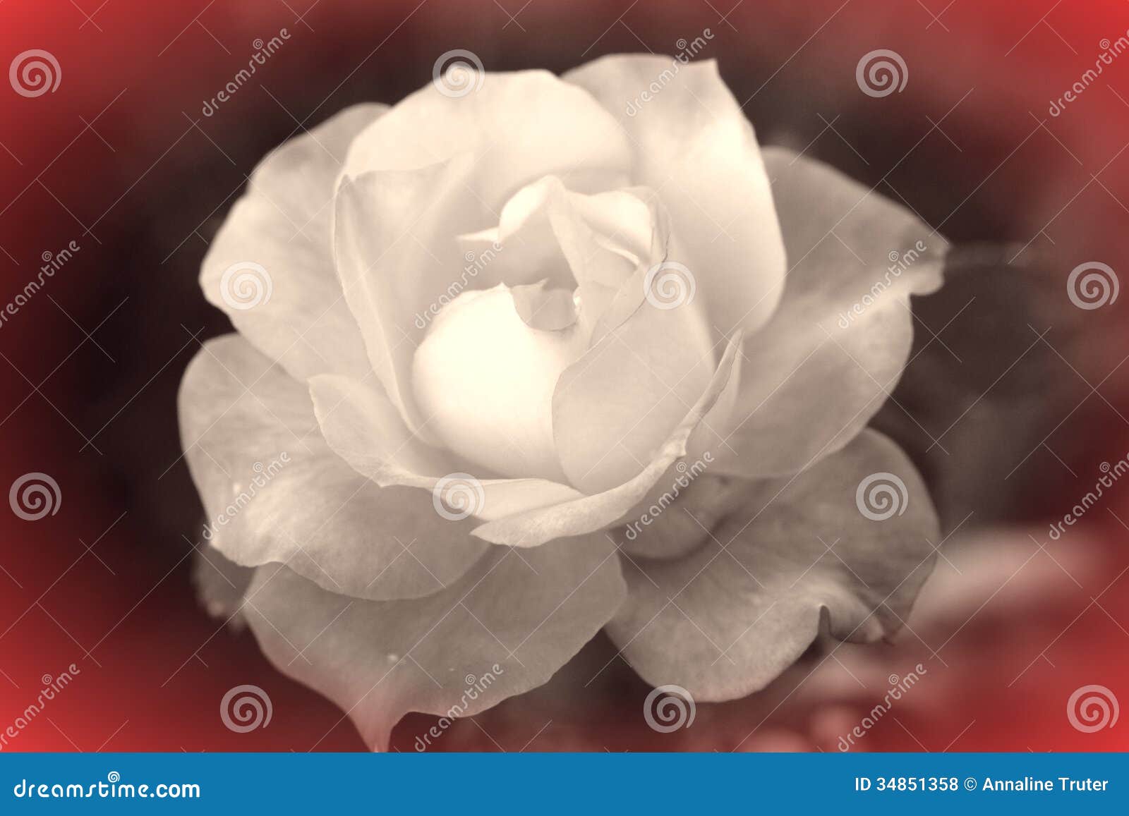 Ancient Rose stock photo. Image of flower, love, romance - 34851358