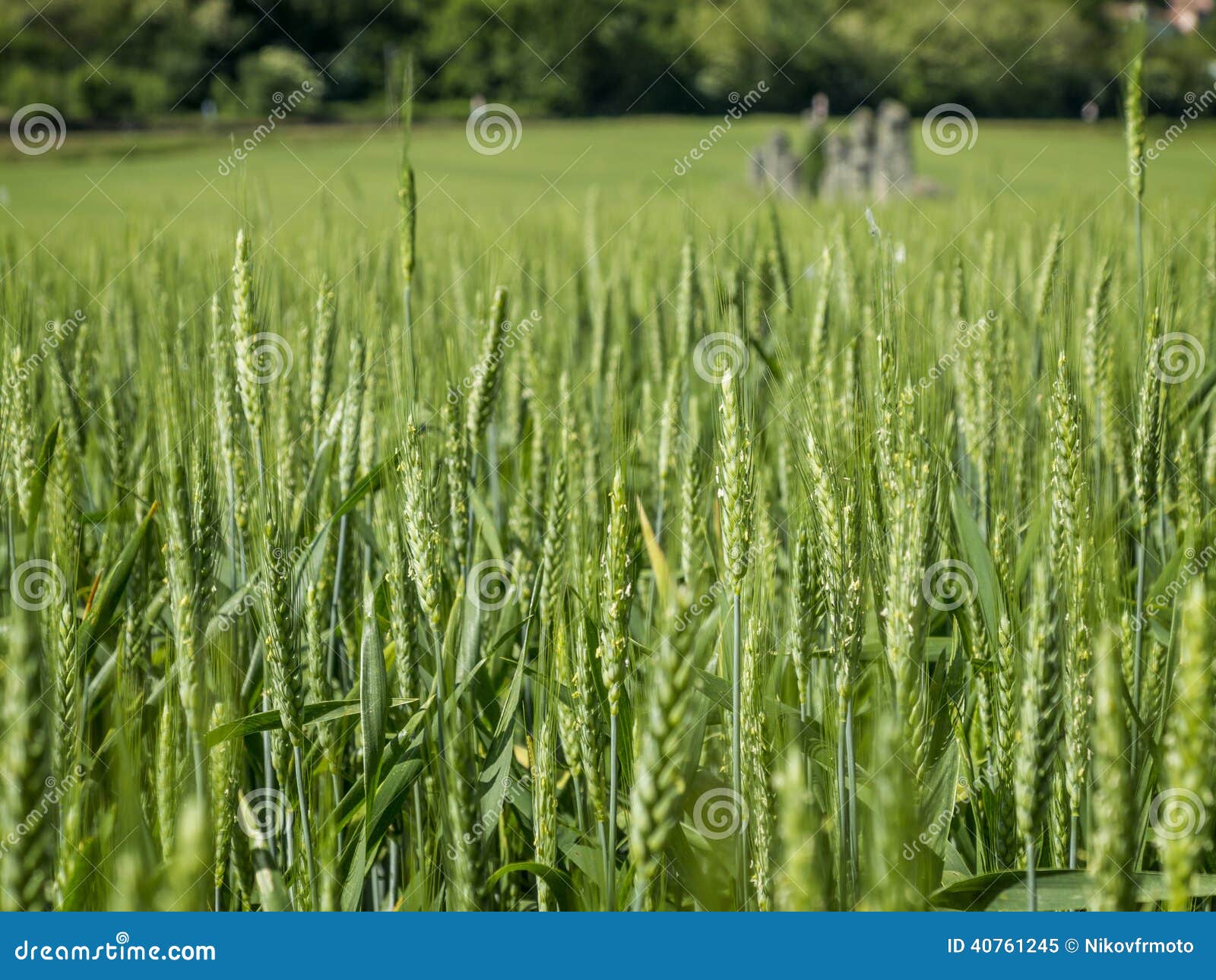 Ancient Rouins in the Fields Stock Image - Image of rouins, tourism ...