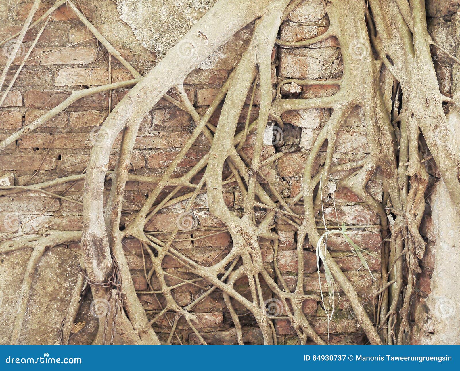 Ancient Ruin Wall Cover by Big Tree Root Stock Image - Image of antique ...