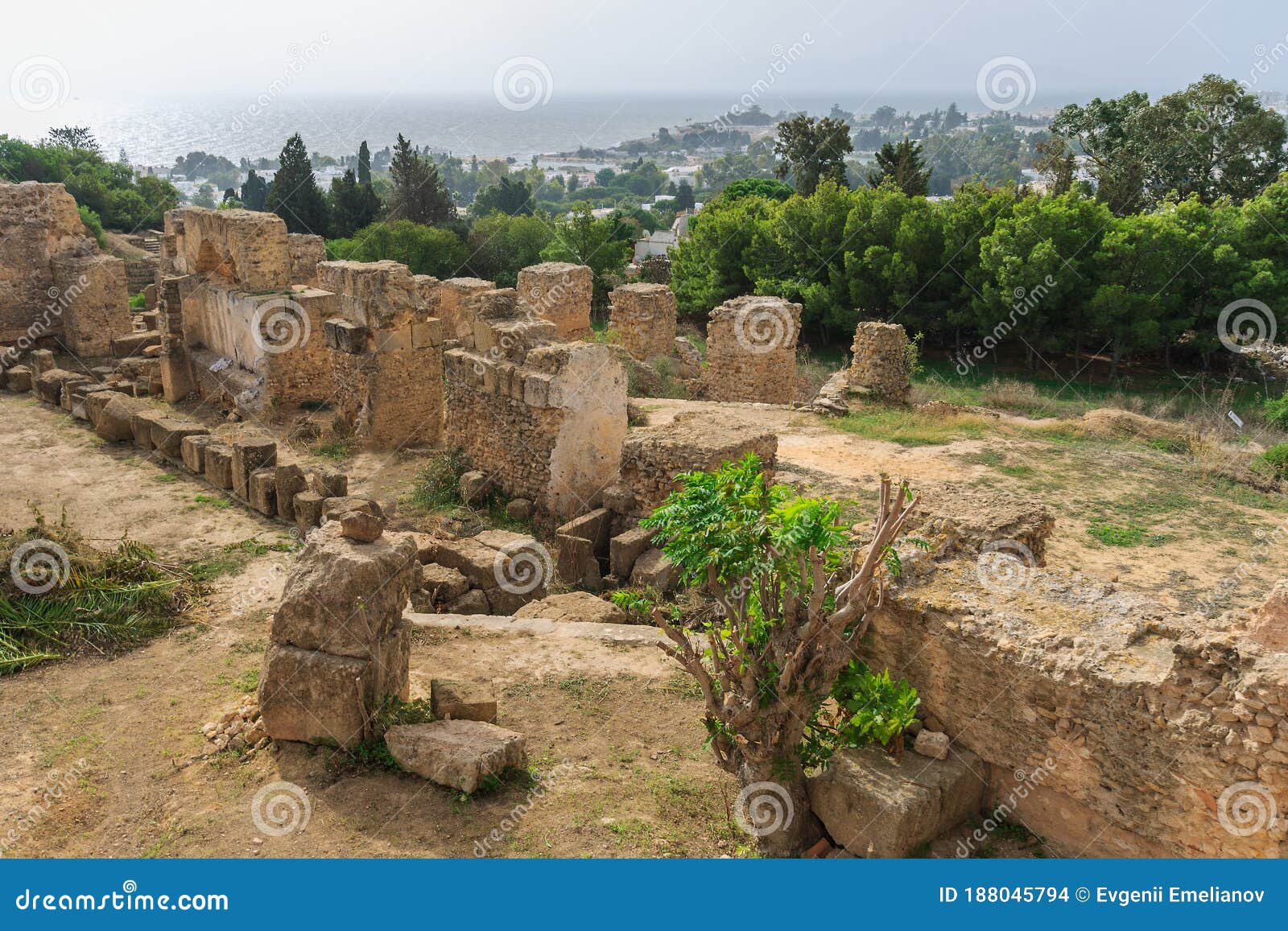 Ancient ruins of Carthage editorial stock image. Image of tree - 188045794