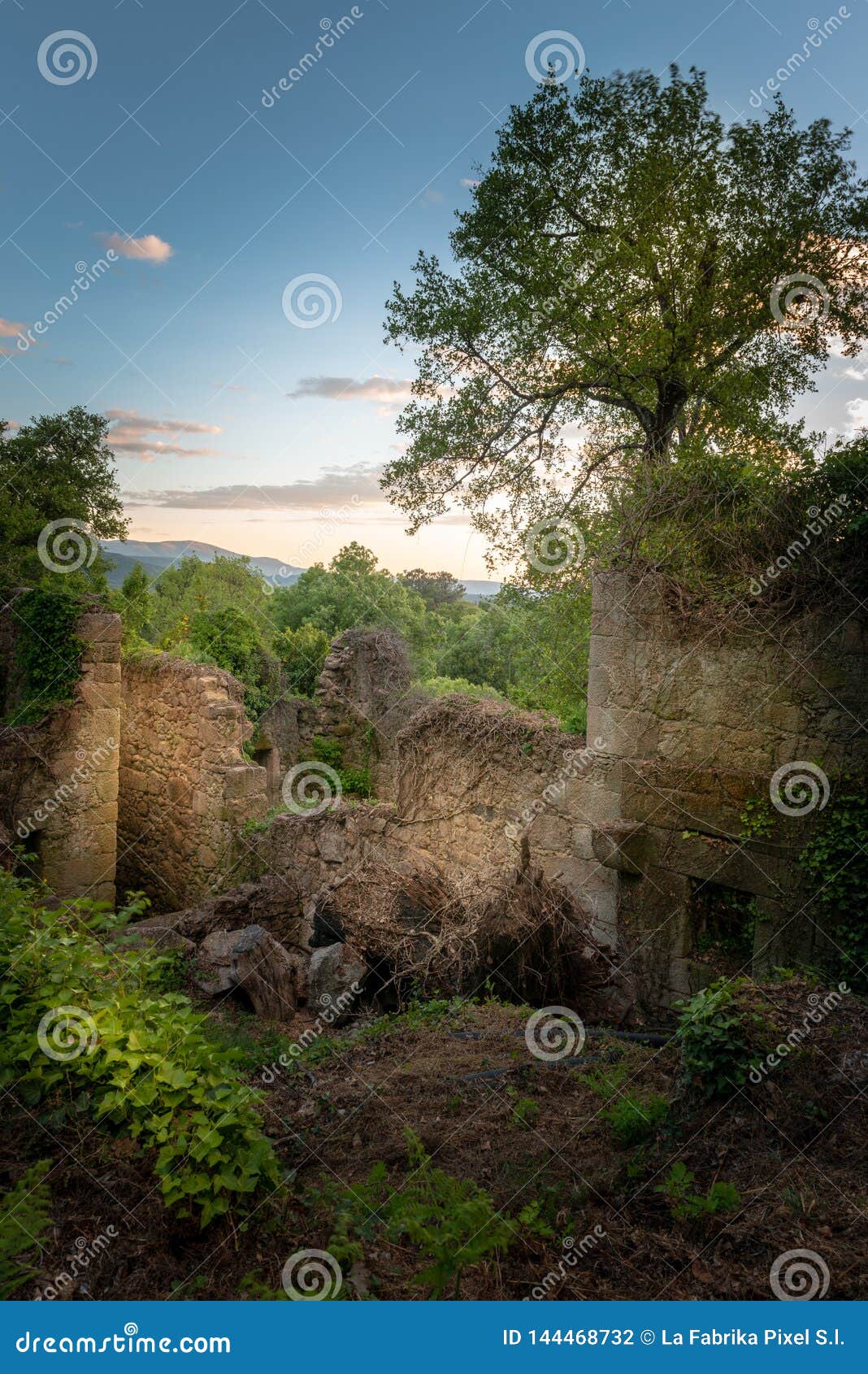 Ancient Ruins in the Forest Stock Photo - Image of nature, abandoned ...