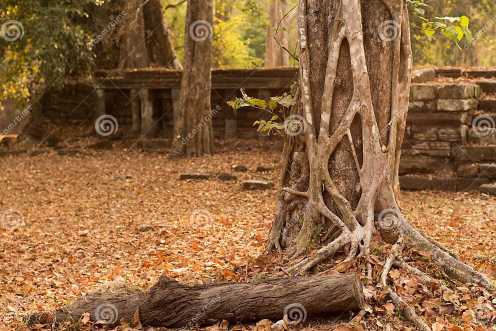 Ancient Stone Temple Ruins and Old Tree Stock Image - Image of carved ...