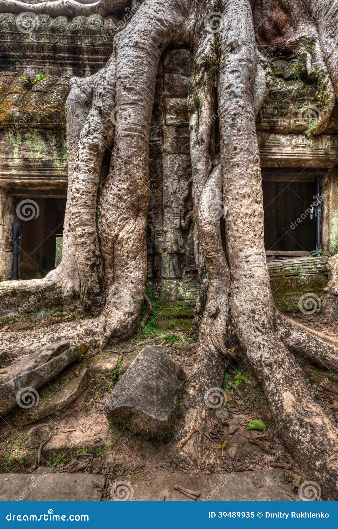 Ancient Ruins and Tree Roots, Ta Prohm Temple, Angkor, Cambodia Stock ...