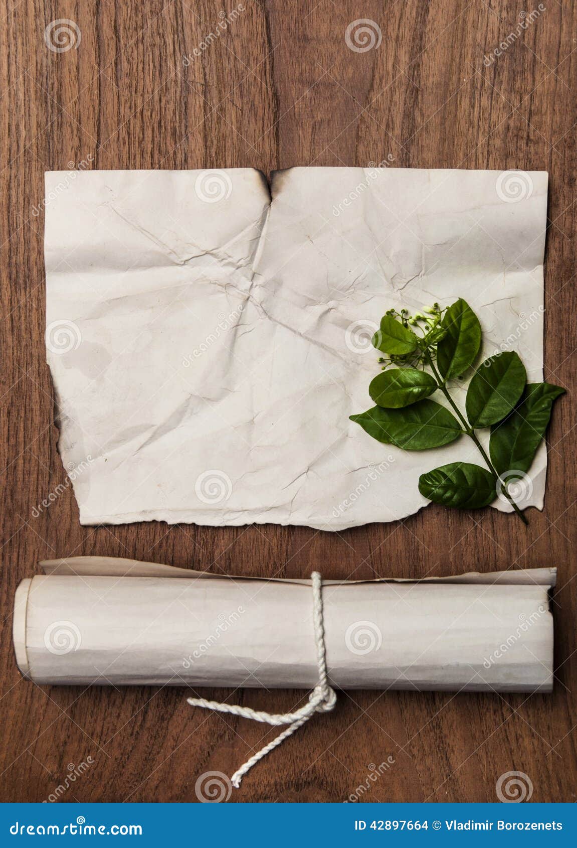 Ancient Scroll with Retro Paper Texture and Green Leaf for Background ...