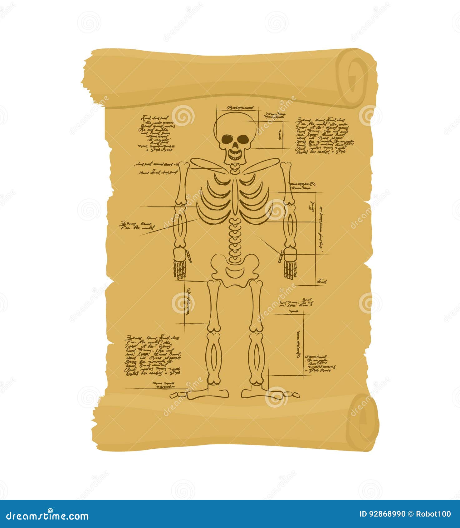 Ancient Scroll of Skeleton. Archaic Papyrus of Anatomical Structure of ...