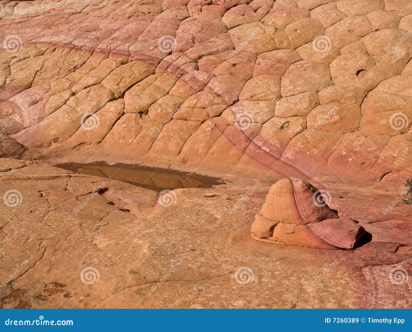 Ancient Sea Bed in Arizona stock image. Image of arizona - 7260389