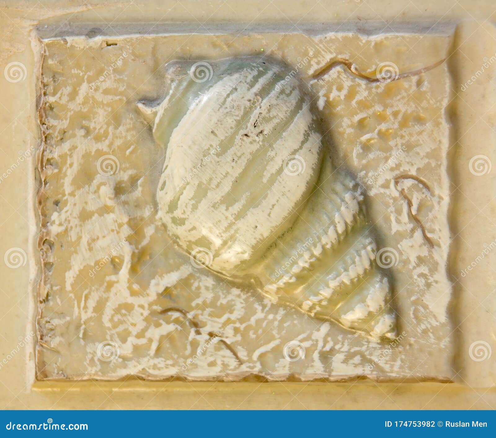 Ancient Sea Shell Flat Square Textured Background Stock Photo - Image ...