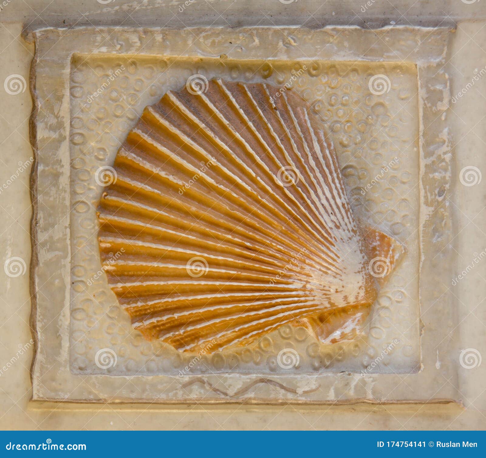 Ancient Sea Shell Flat Square Textured Background Stock Image - Image ...