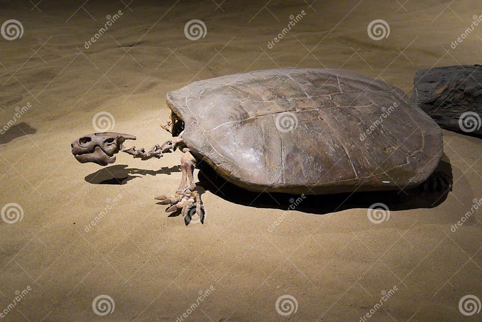Ancient Sea Turtle Fossil stock photo. Image of animal - 15766398