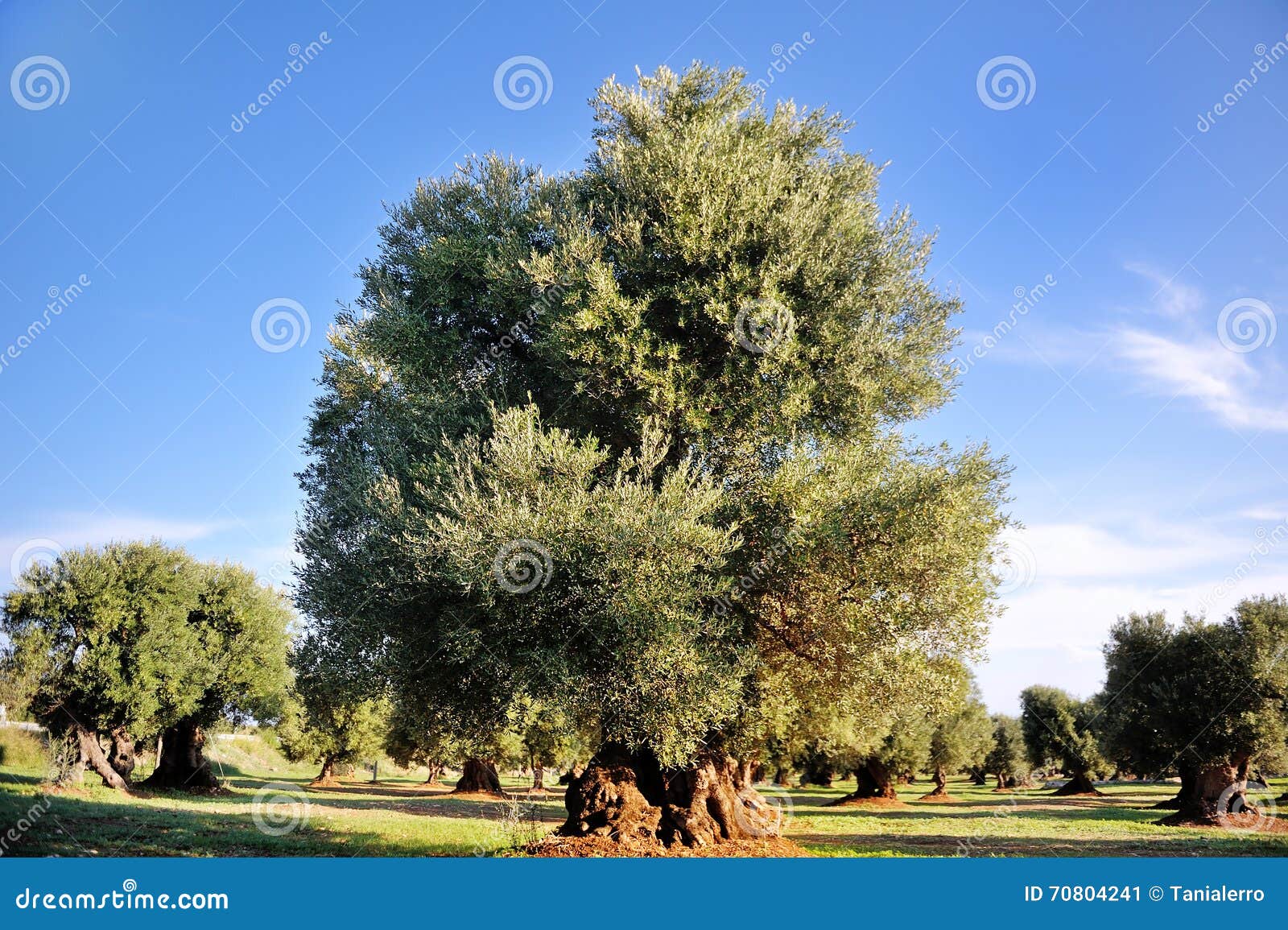 Ancient Secular Olive Tree in the Countryside of Apulia, Italy Stock ...