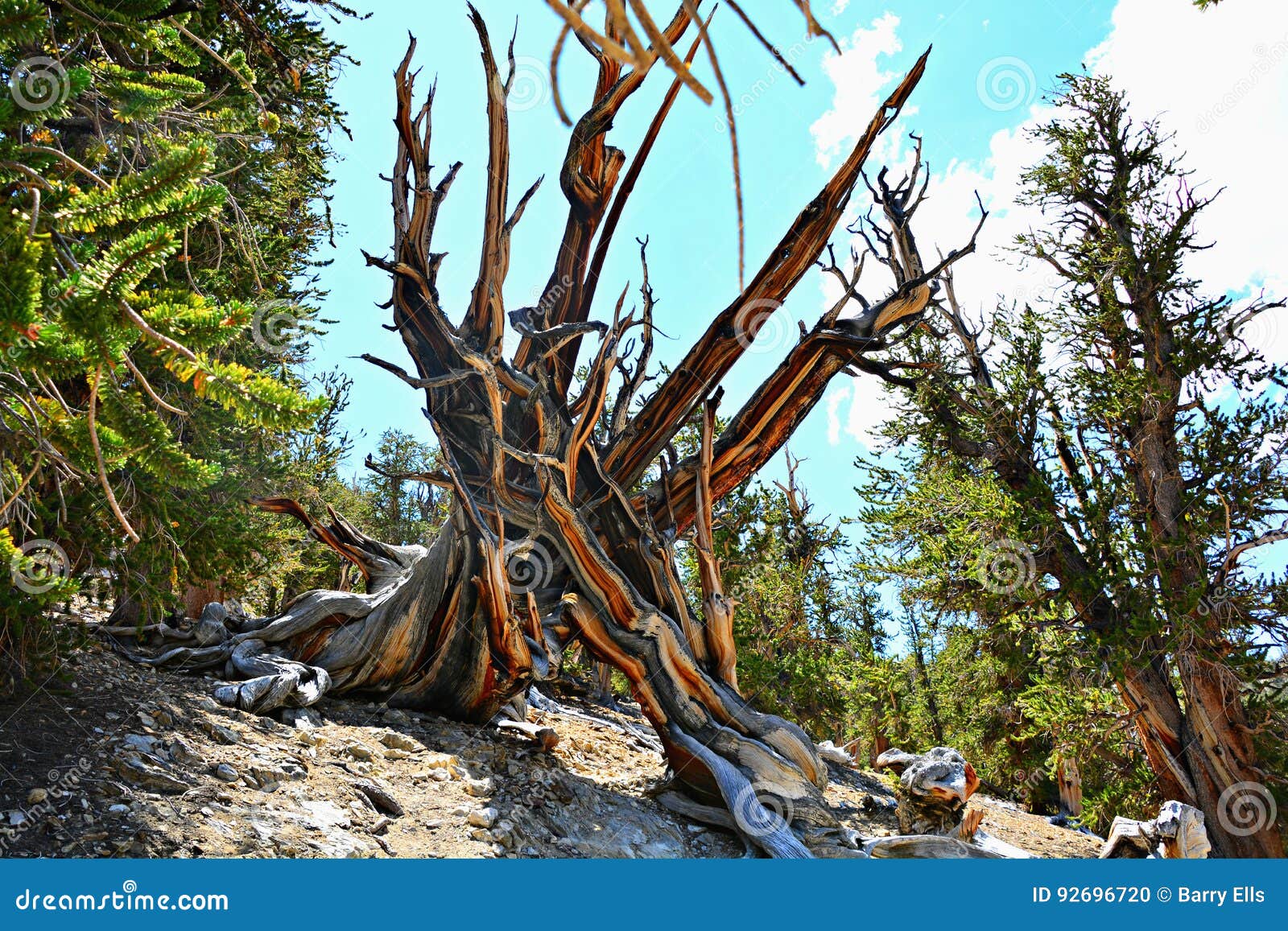 Ancient Bristle Cone Pinte Great Basin Stock Photography ...