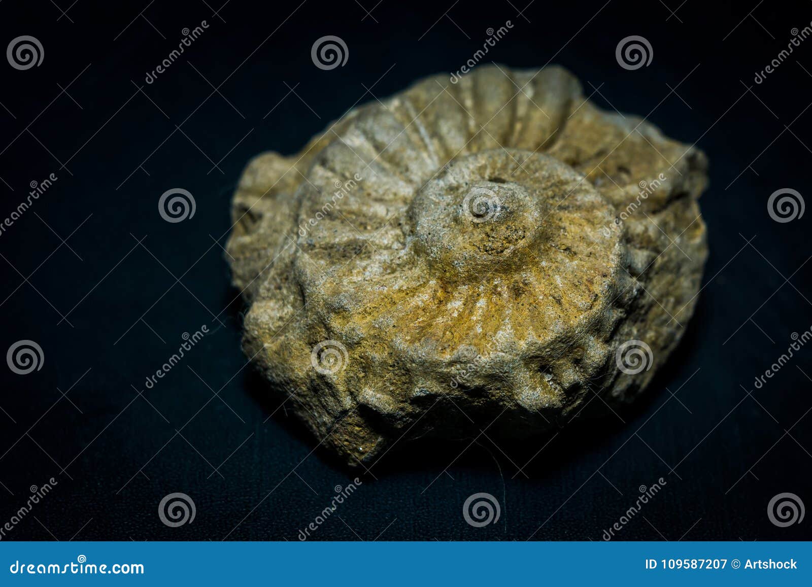 Small Fossilized Seashell stock image. Image of fossil - 109587207