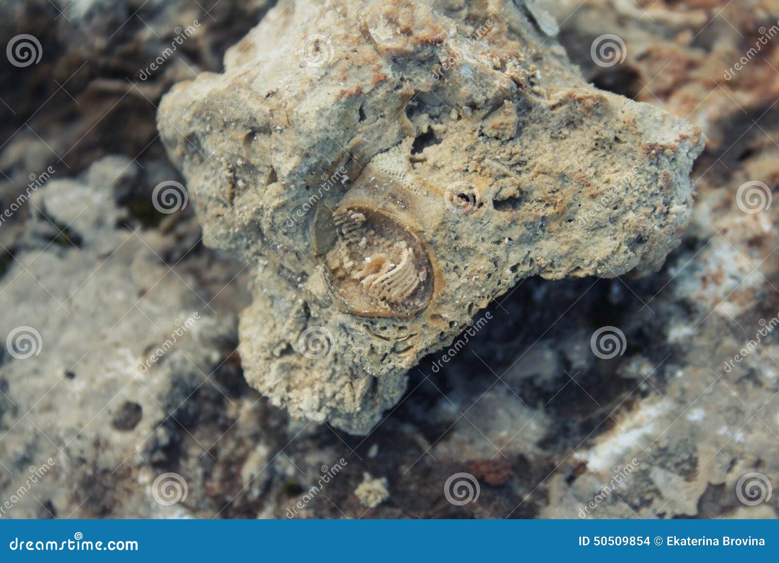 Ancient shell in the rock stock photo. Image of extinct - 50509854