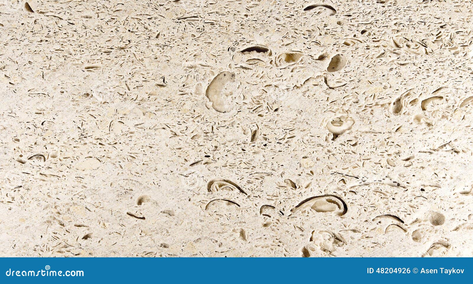 Ancient shell stone stock photo. Image of fossils, shell - 48204926