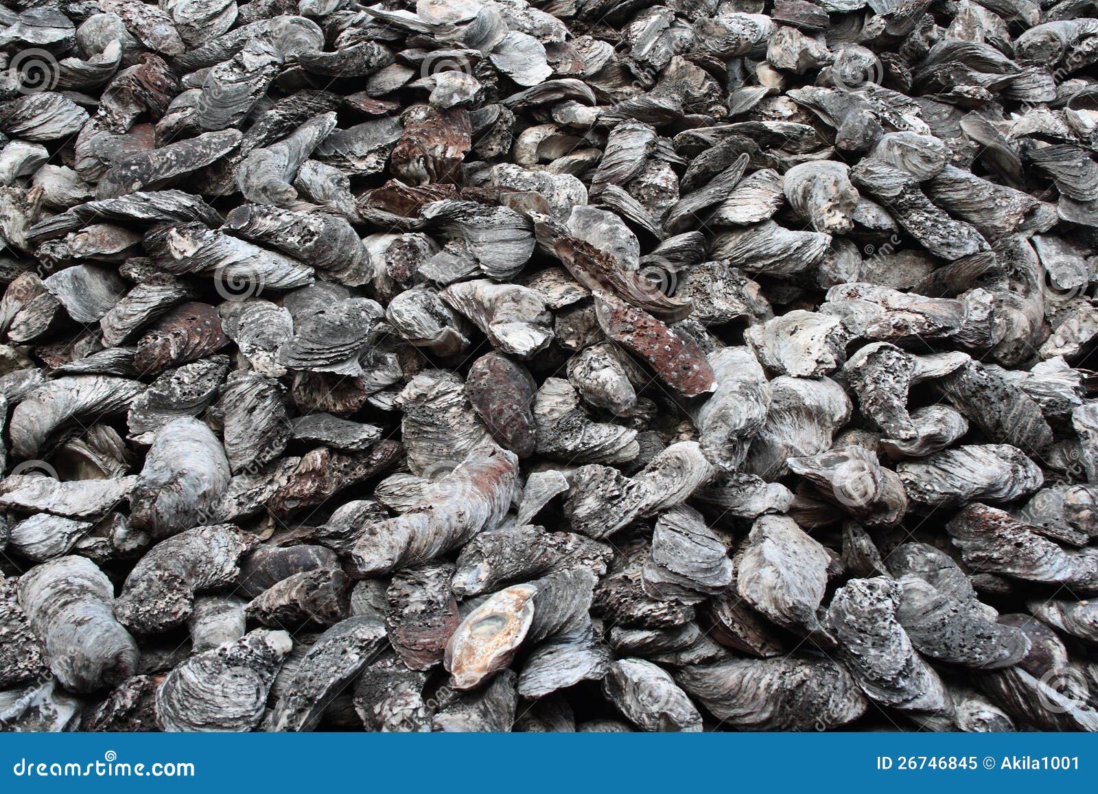 Ancient shellfish fossil stock image. Image of shellfish - 26746845