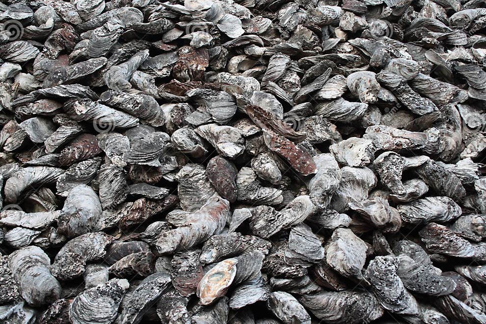 Ancient shellfish fossil stock image. Image of shellfish - 26746845