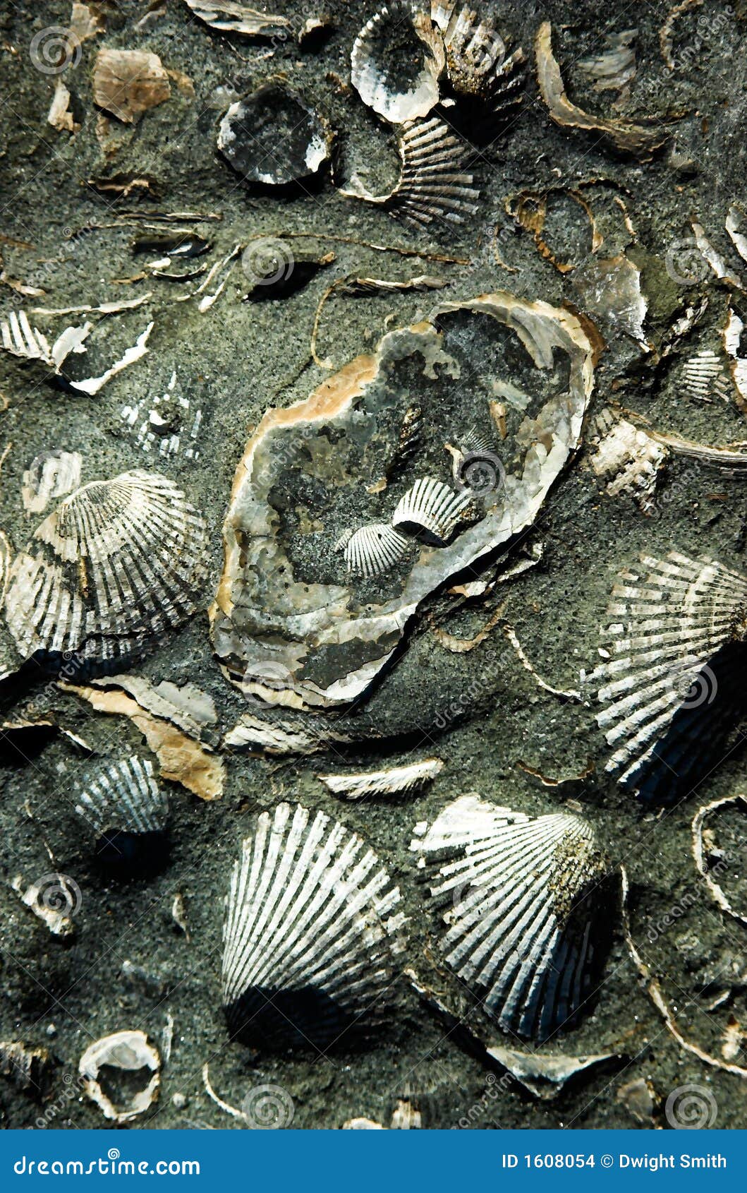 Ancient Shells stock photo. Image of black, collection - 1608054