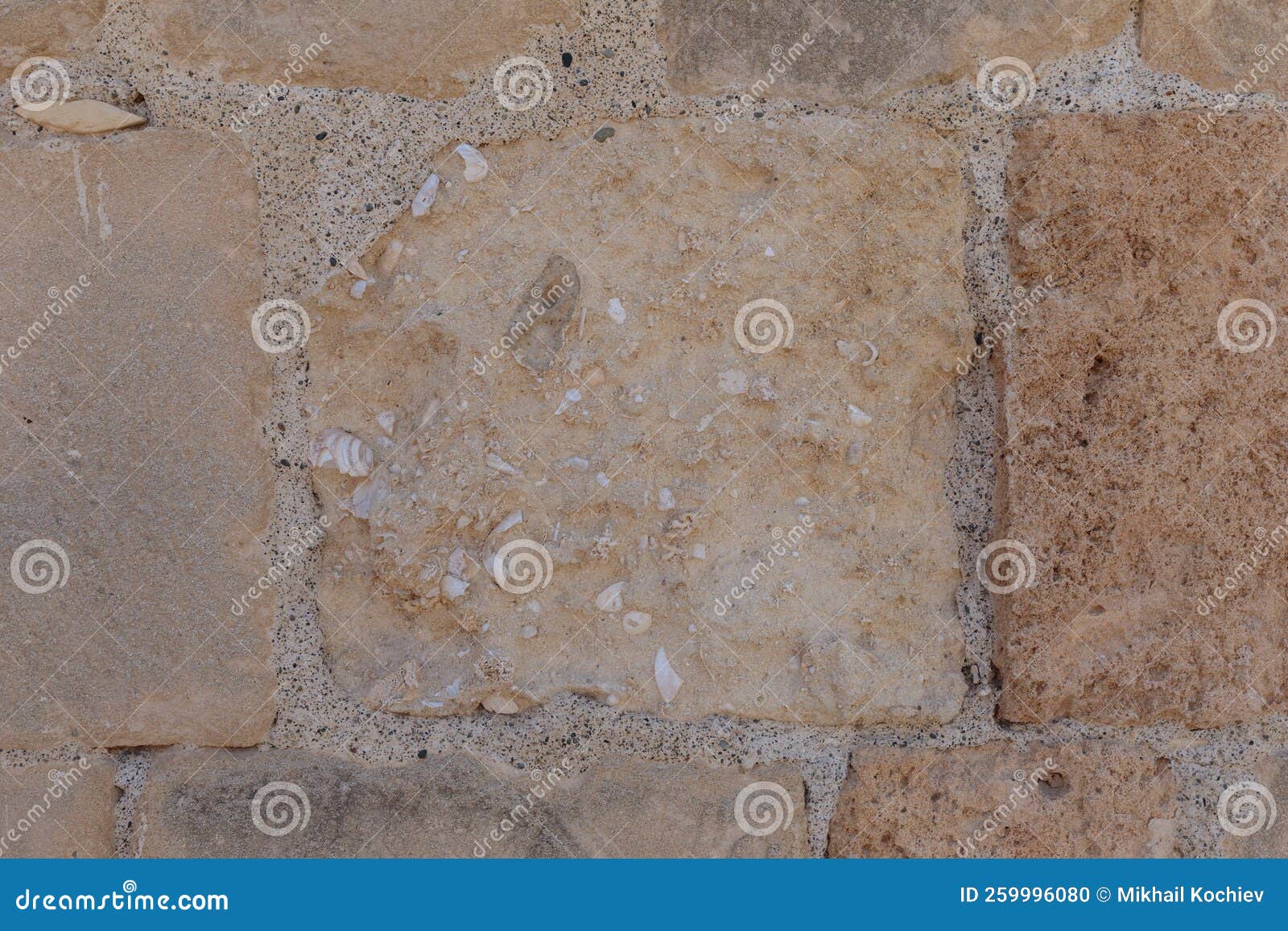 Ancient Shells in a Limestone Wall Stock Photo - Image of rock ...